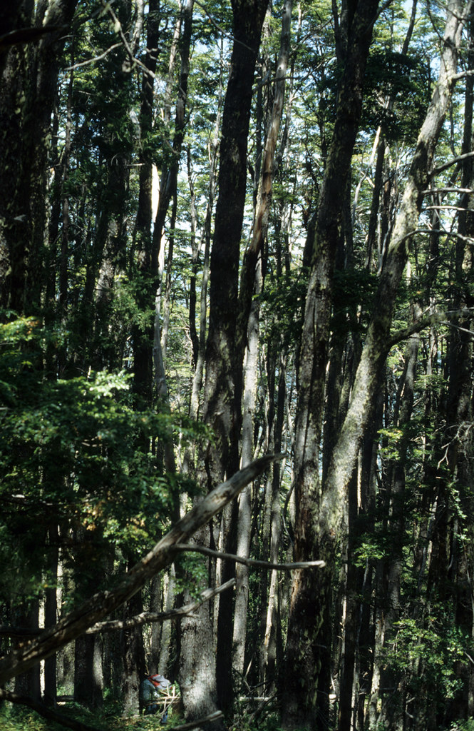 Que Ver - Reserva Nacional Malalcahuello